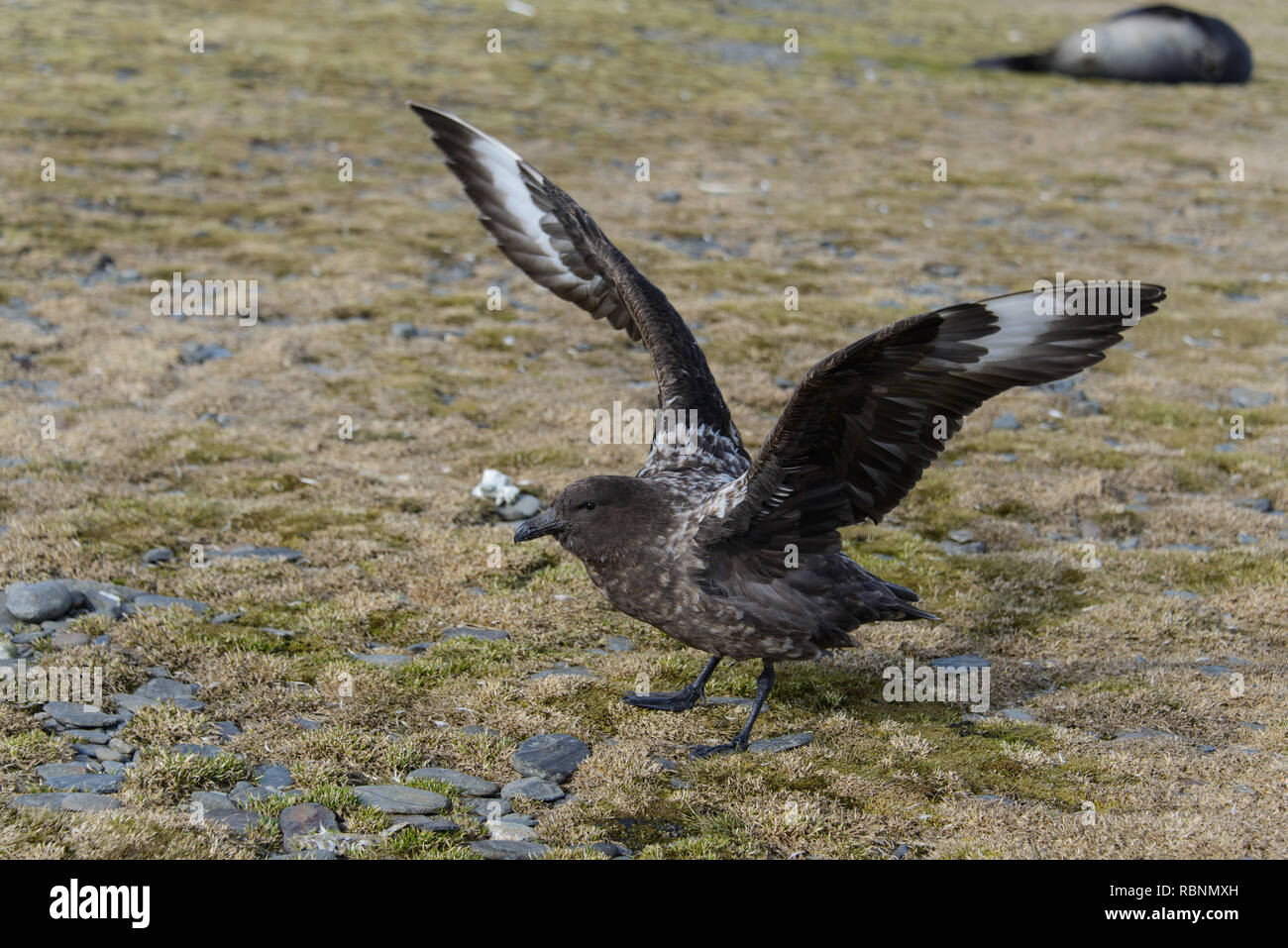 Scua hi-res stock photography and images - Alamy