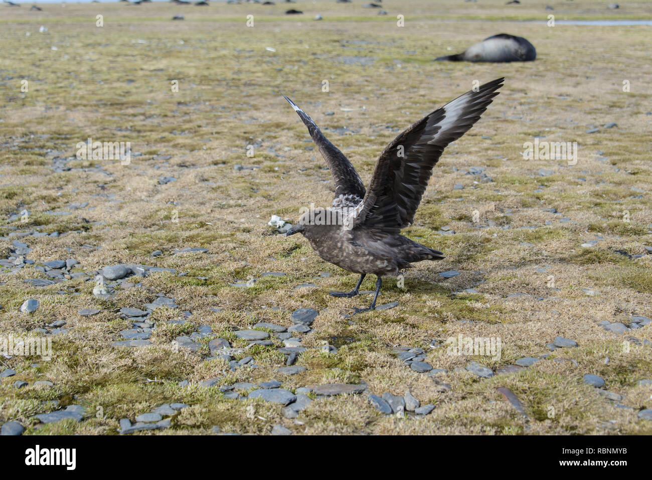Scua hi-res stock photography and images - Alamy