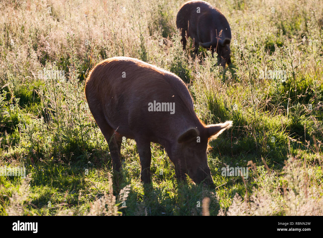 Knepp castle rewilding experiment hi-res stock photography and images ...