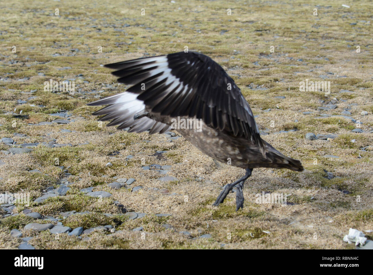 Scua hi-res stock photography and images - Alamy