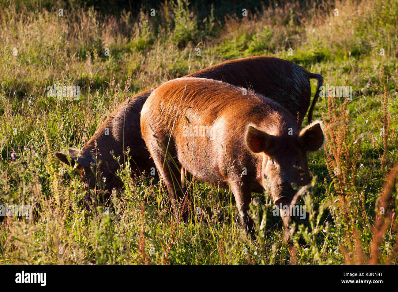 Organically Reared Pigs High Resolution Stock Photography and Images ...