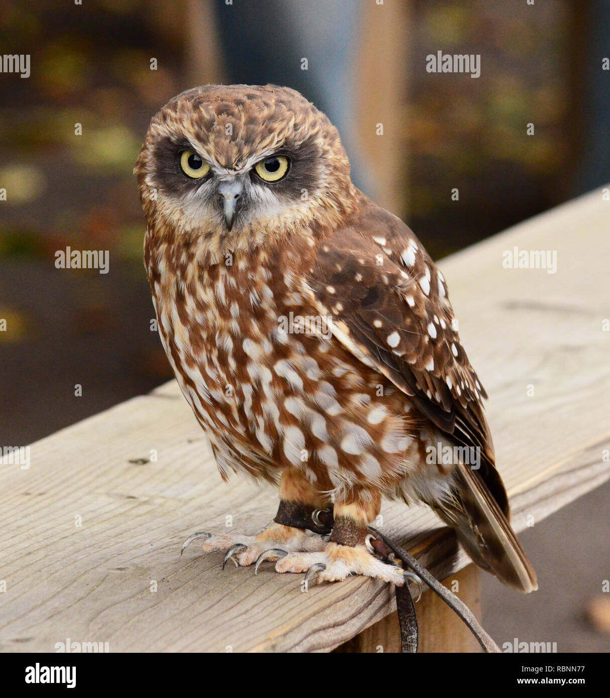 Southern Boobook Owl (Ninox boobook Stock Photo - Alamy