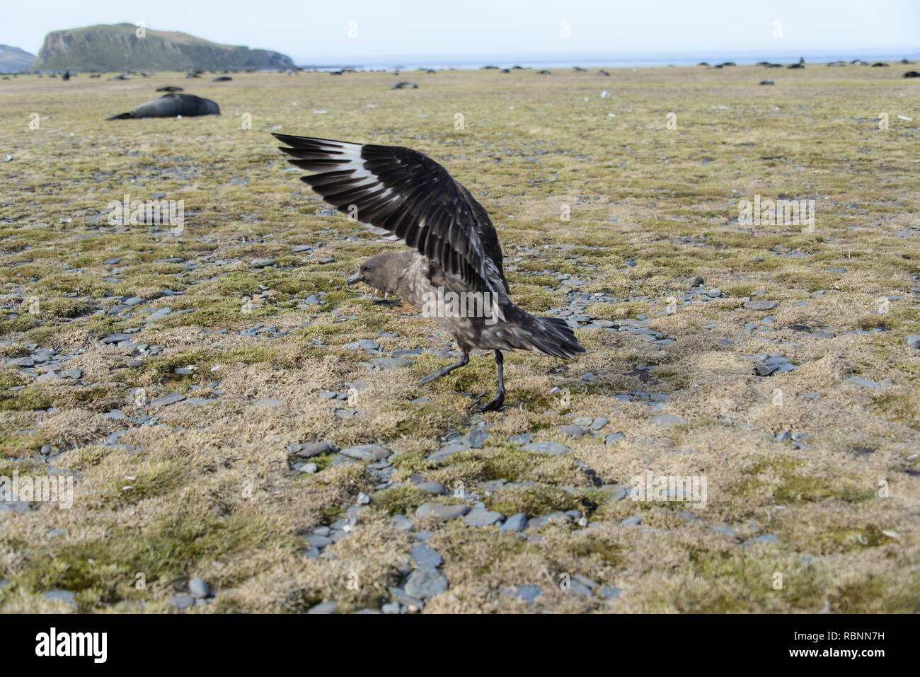 Scua hi-res stock photography and images - Alamy