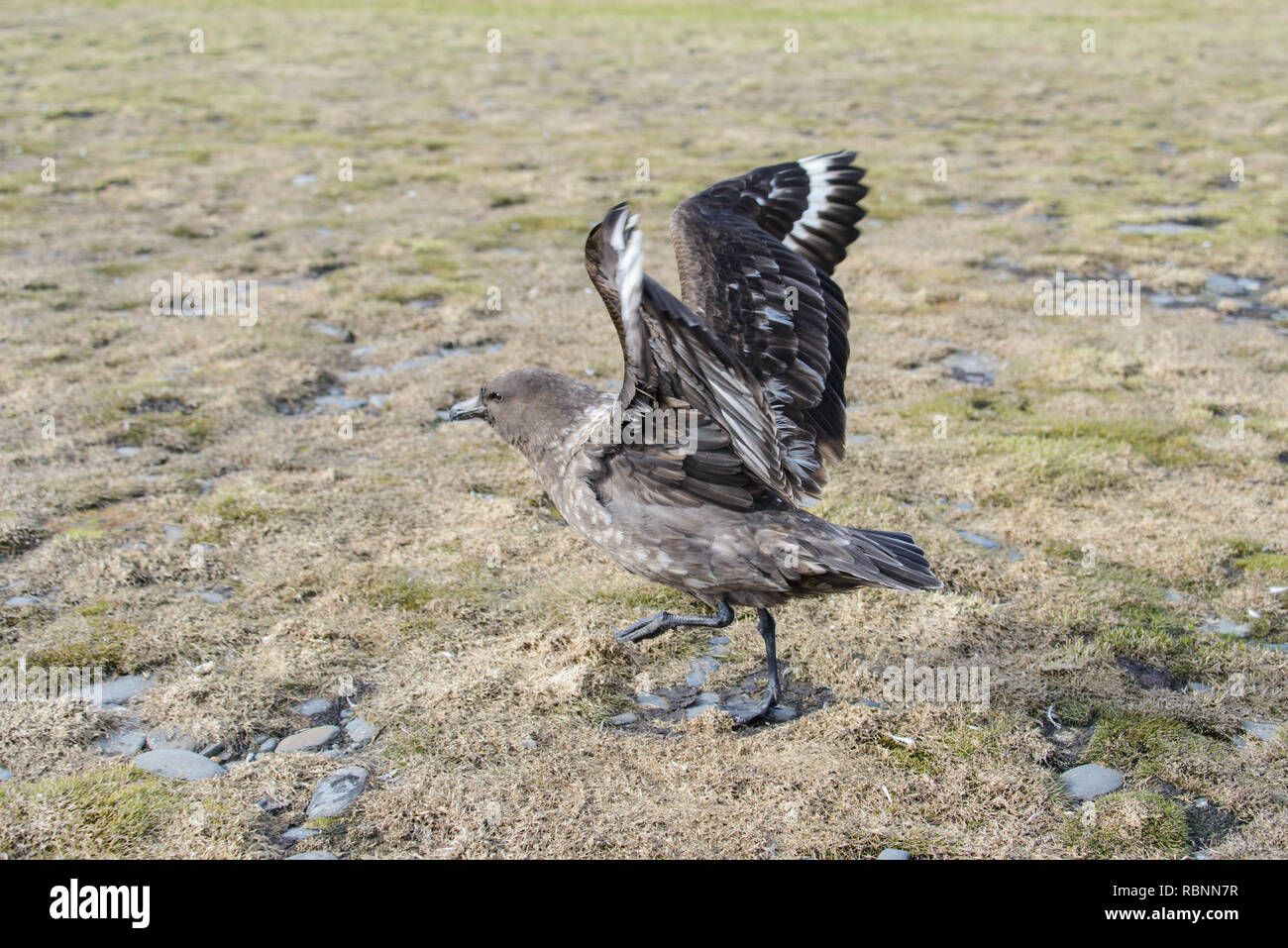 Scua hi-res stock photography and images - Alamy