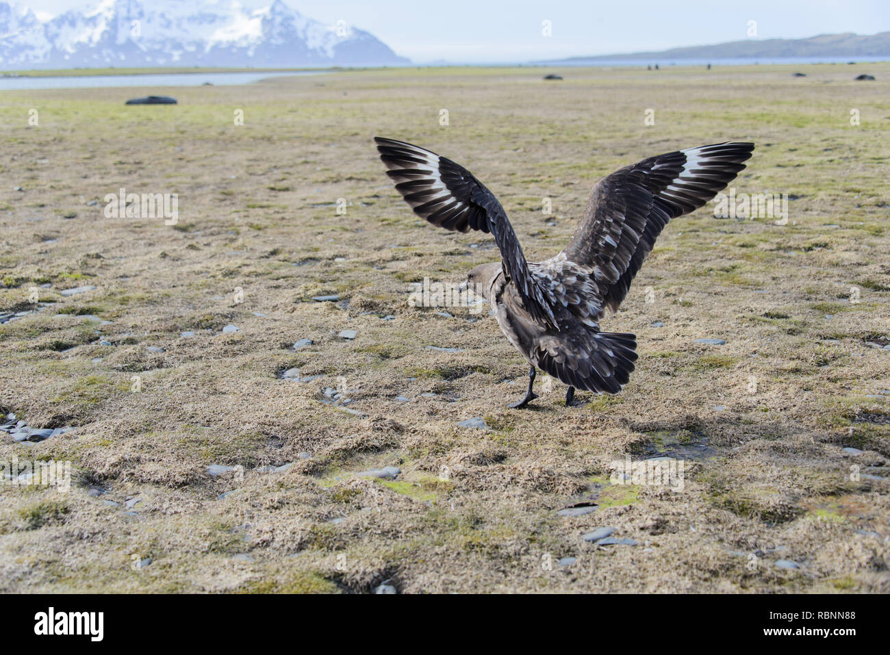 Scua hi-res stock photography and images - Alamy