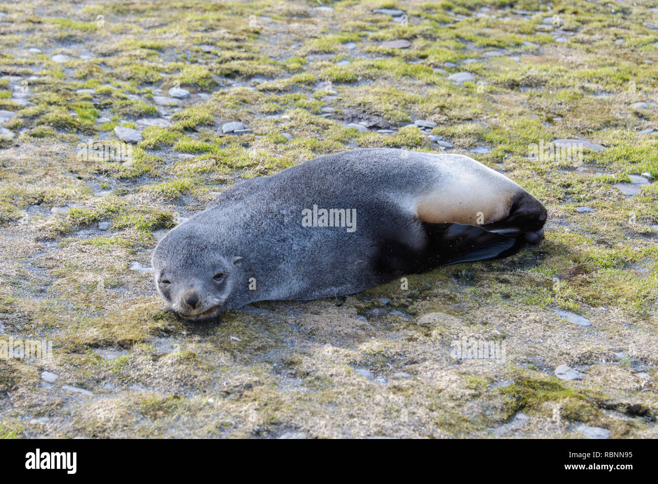 Subantarctic fur seal new zealand hi-res stock photography and images ...