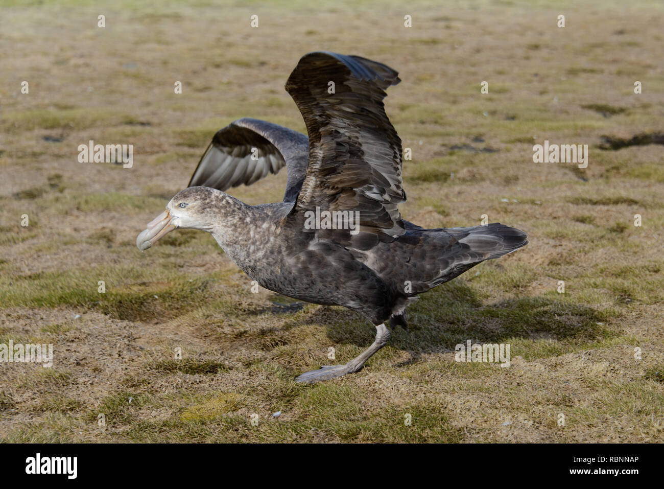 Scua hi-res stock photography and images - Alamy