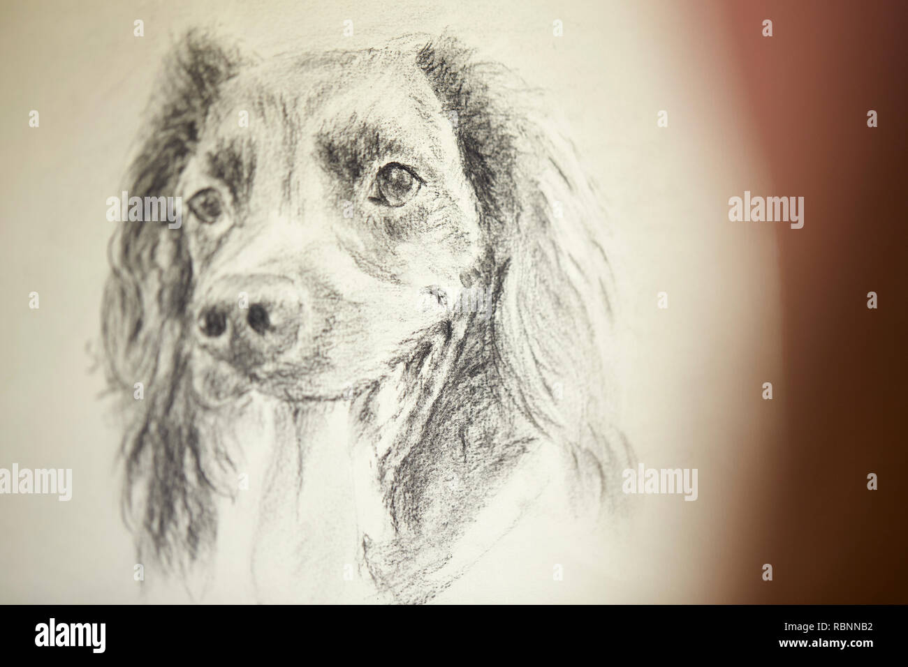 Realistic Dog Sitting Drawing