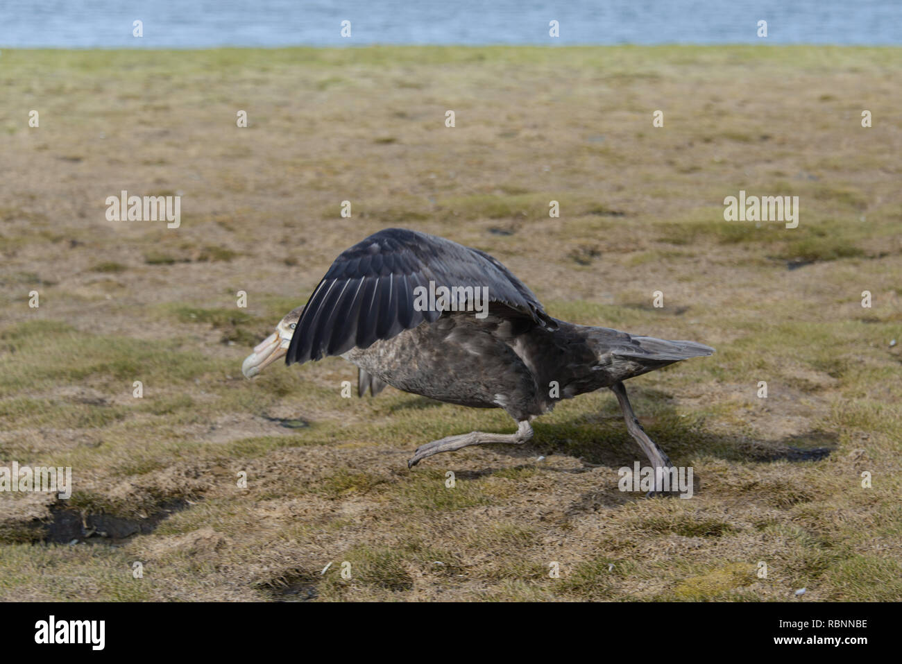 Scua hi-res stock photography and images - Alamy