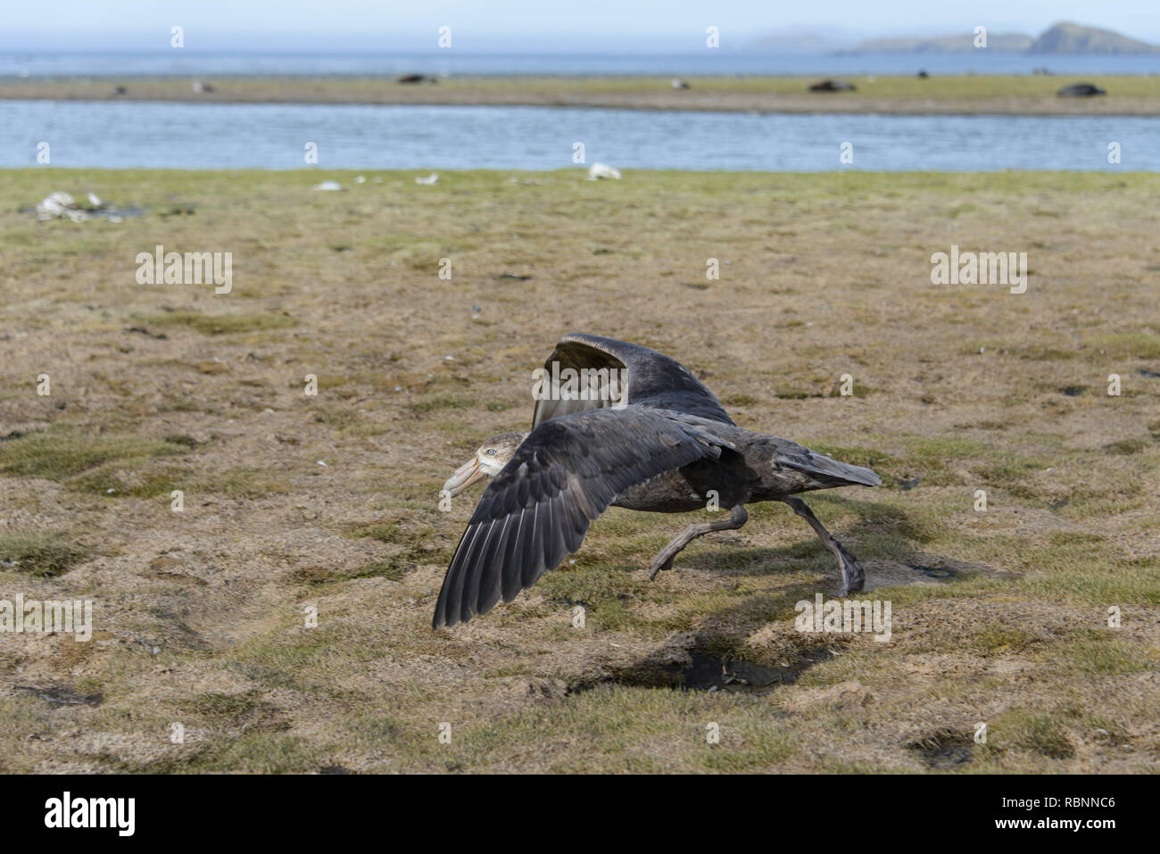 Scua hi-res stock photography and images - Alamy