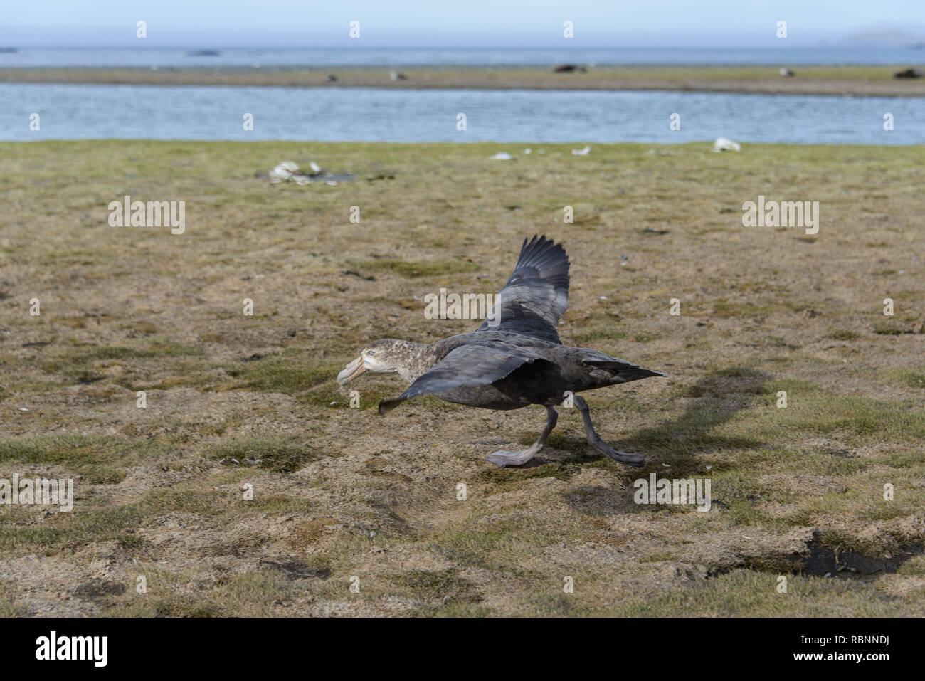 Scua hi-res stock photography and images - Alamy