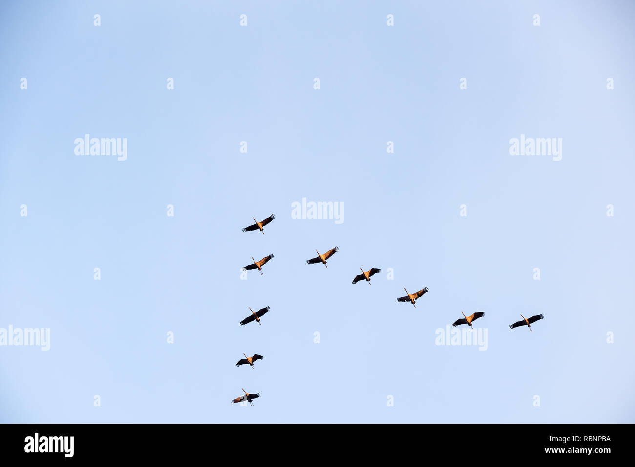 group of cranes flying in blue sky Stock Photo - Alamy
