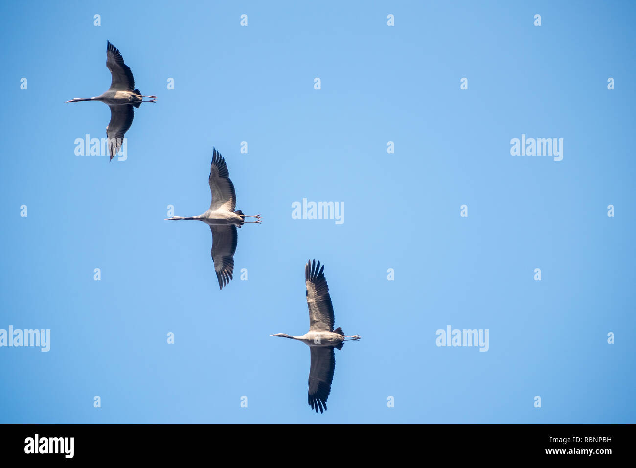 group of cranes flying in blue sky Stock Photo - Alamy