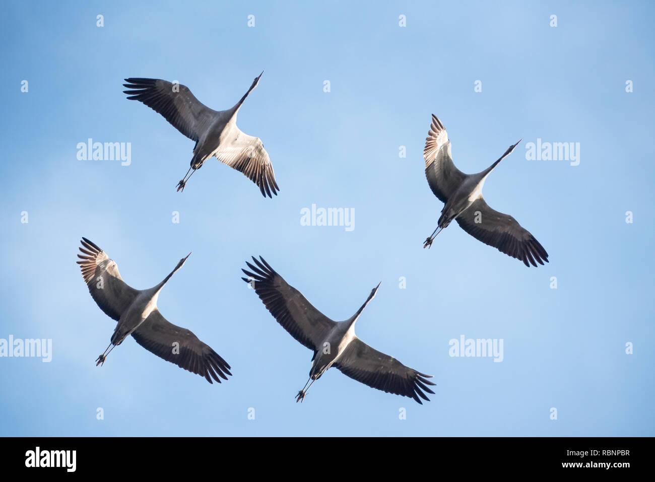 group of cranes flying in blue sky Stock Photo - Alamy
