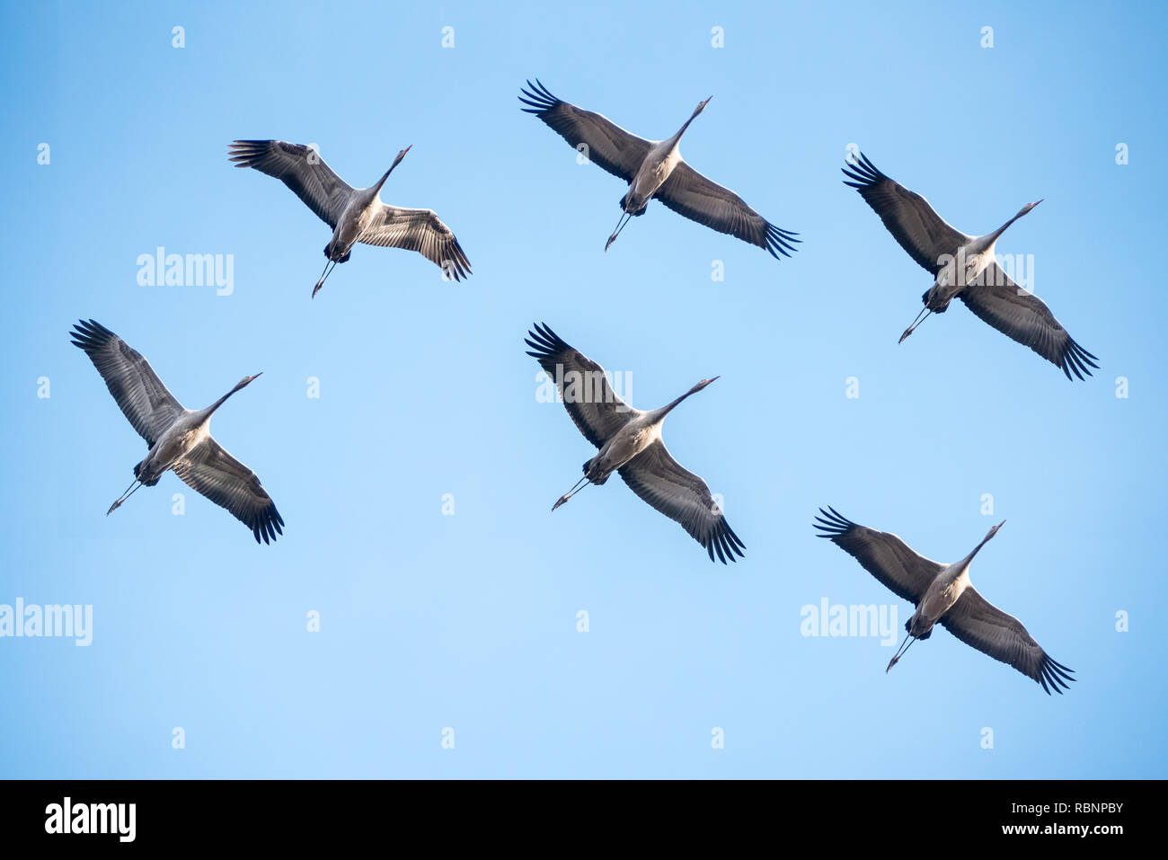 Group of cranes hi-res stock photography and images - Alamy