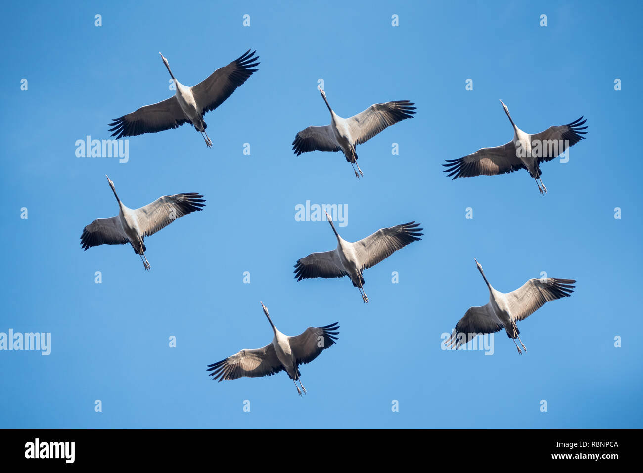 group of cranes flying in blue sky Stock Photo - Alamy