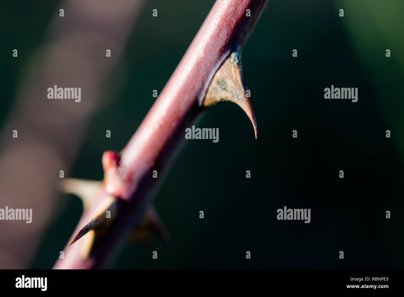macro image of a single spiky rose thorn Stock Photo - Alamy