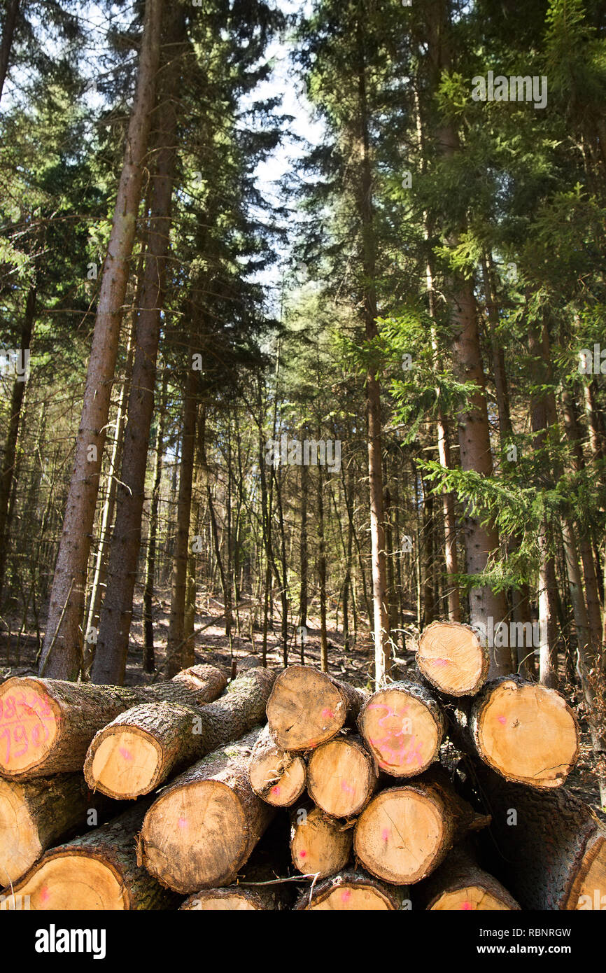 Cut Woods Trunk in Forest in Nature Industrial Concept Stock Photo - Alamy