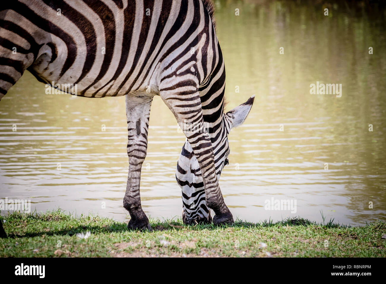 Zebra head eating grass on the ground Stock Photo - Alamy