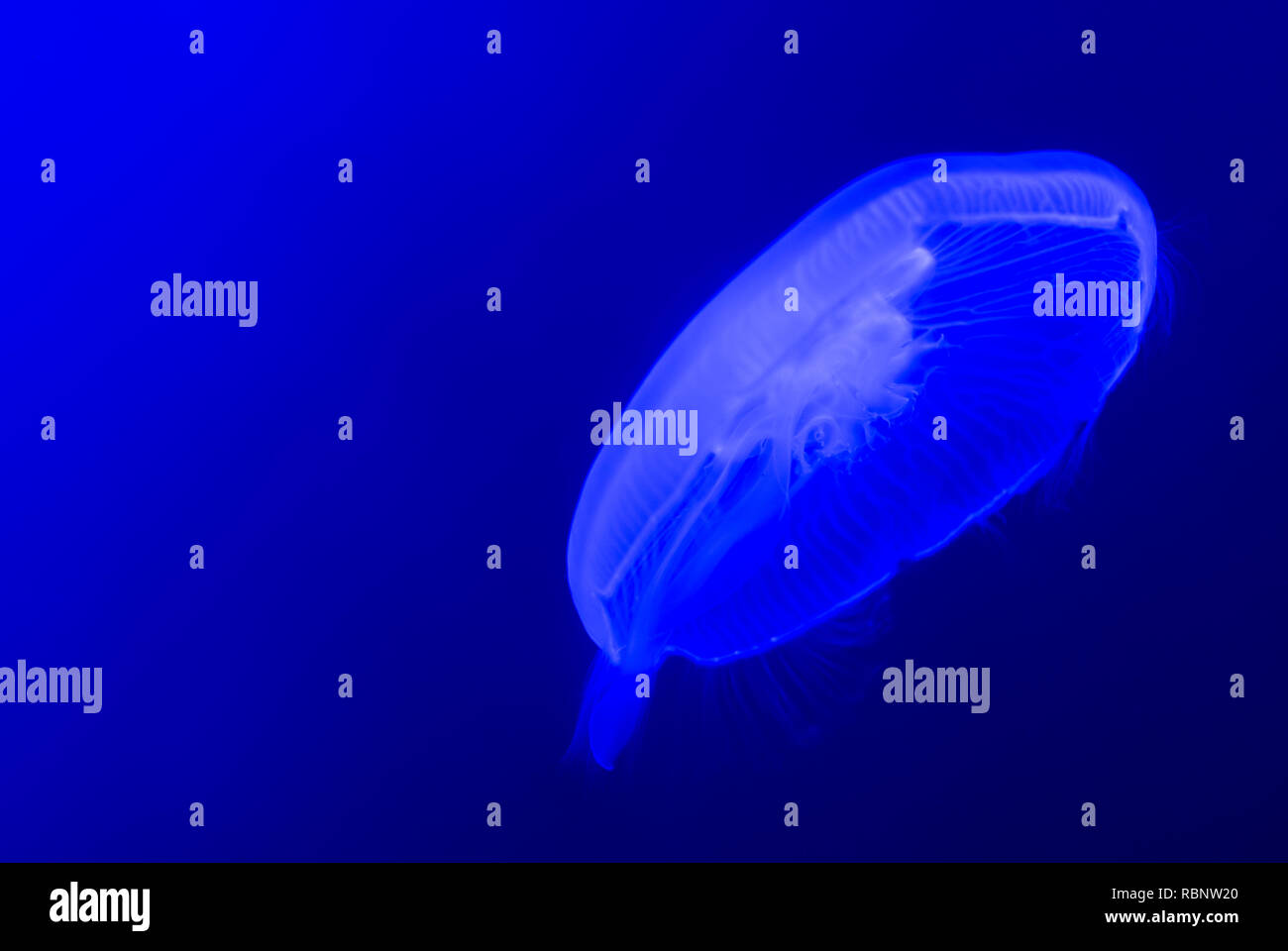 White jelly fish swimming in blue water Stock Photo - Alamy