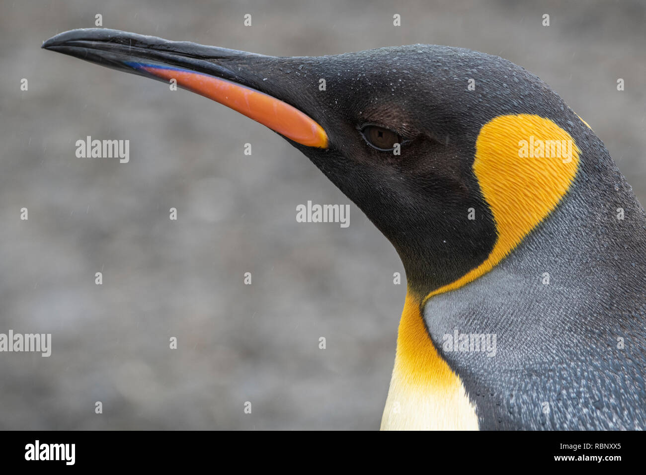 Penguin face hi-res stock photography and images - Alamy