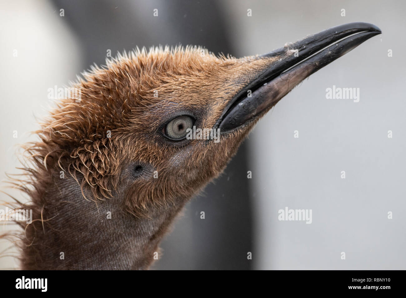 Penguin face hi-res stock photography and images - Alamy