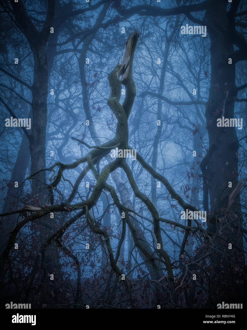 A pair of broken branches standing upright in a forest - the scars of ...