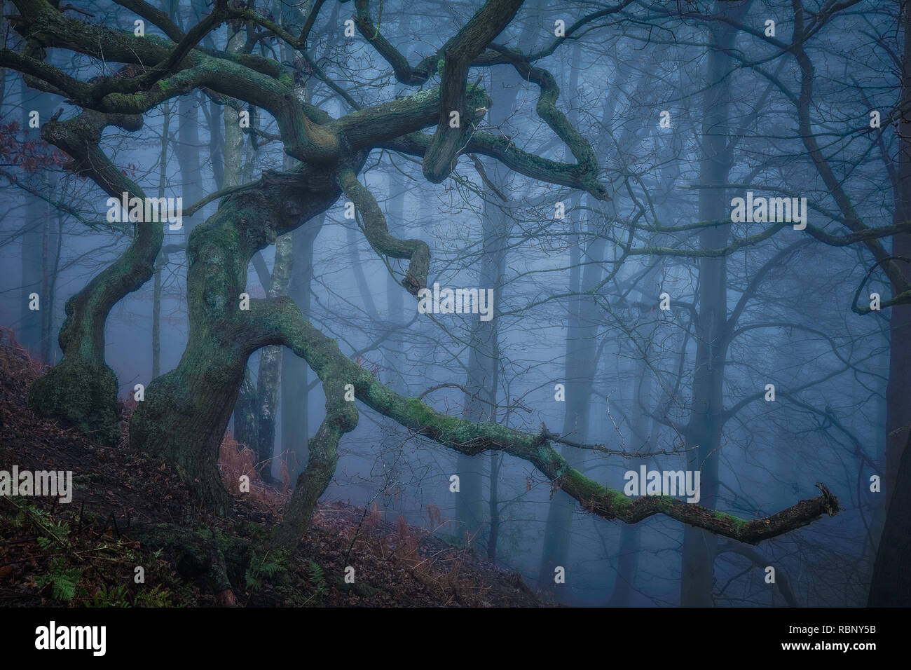 A gnarled tree in the fog and mist with the forest and woodland ...