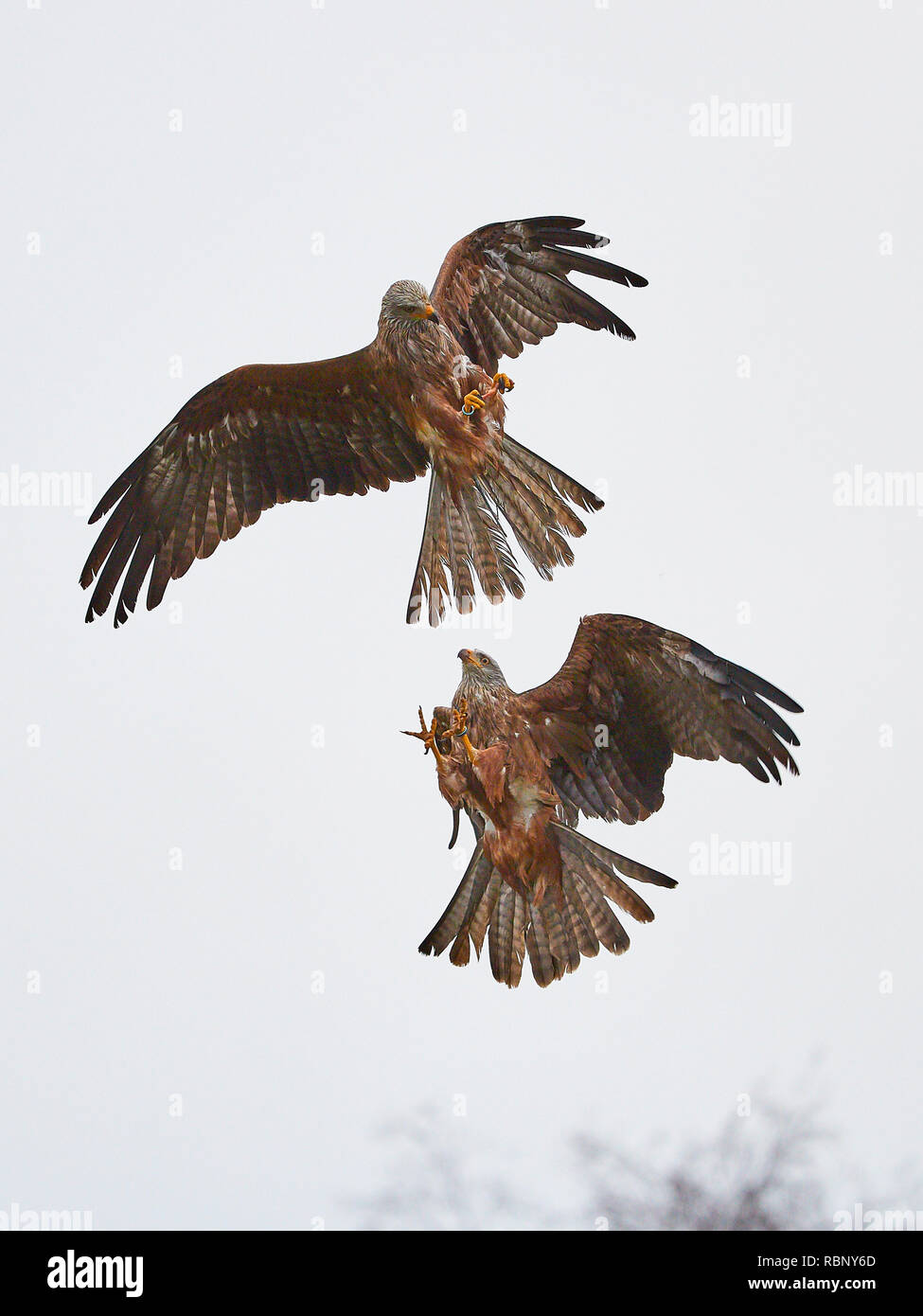 Fighting kites hi-res stock photography and images - Alamy