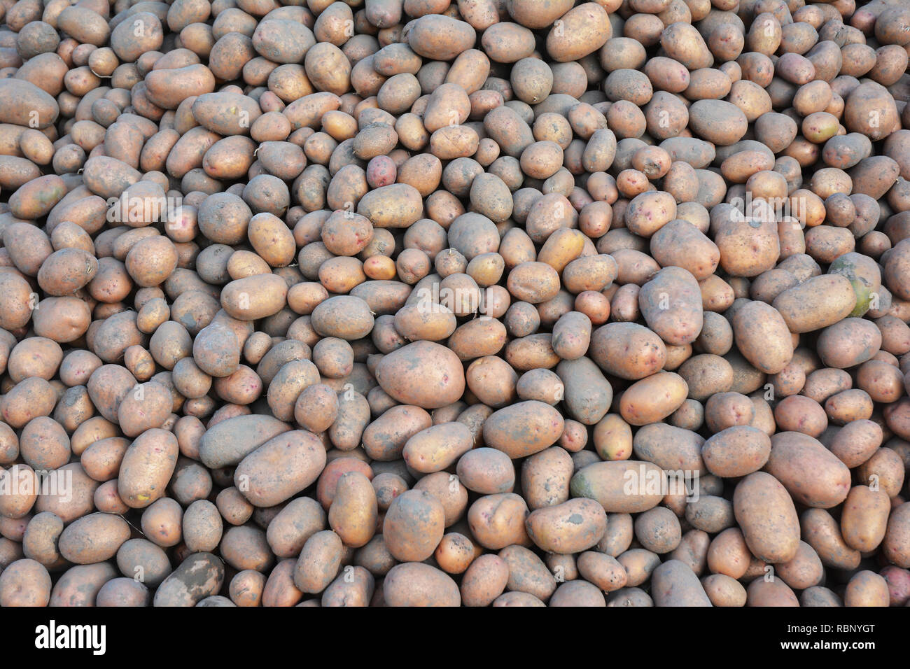 Potatoes background with copy space. Harvest potatoes Stock Photo - Alamy