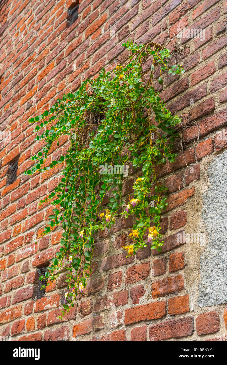 Brick wall background with plant, sforza castle, milan, Italy Stock ...