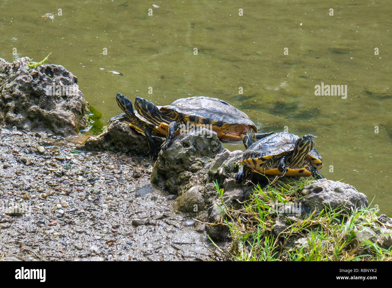 Turtles in Milans Sempione Park, animals, fauna Stock Photo - Alamy