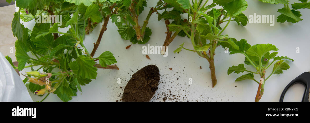 Rooting cuttings from Geranium plants in the plastic cups. DIY ...
