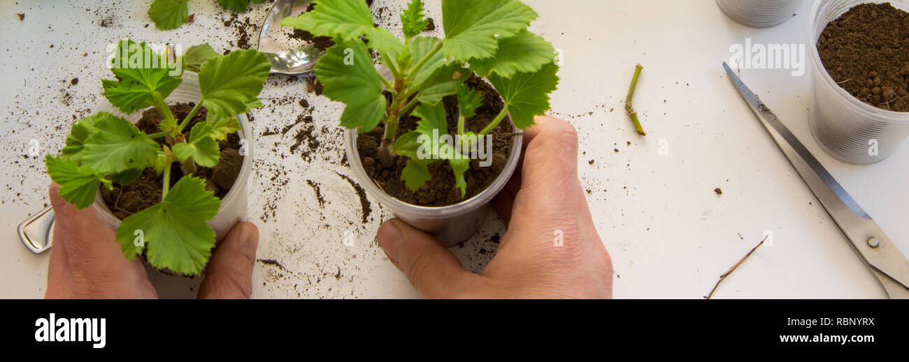 Top view of woman hand rooting the geranium cuttings in the plastic ...