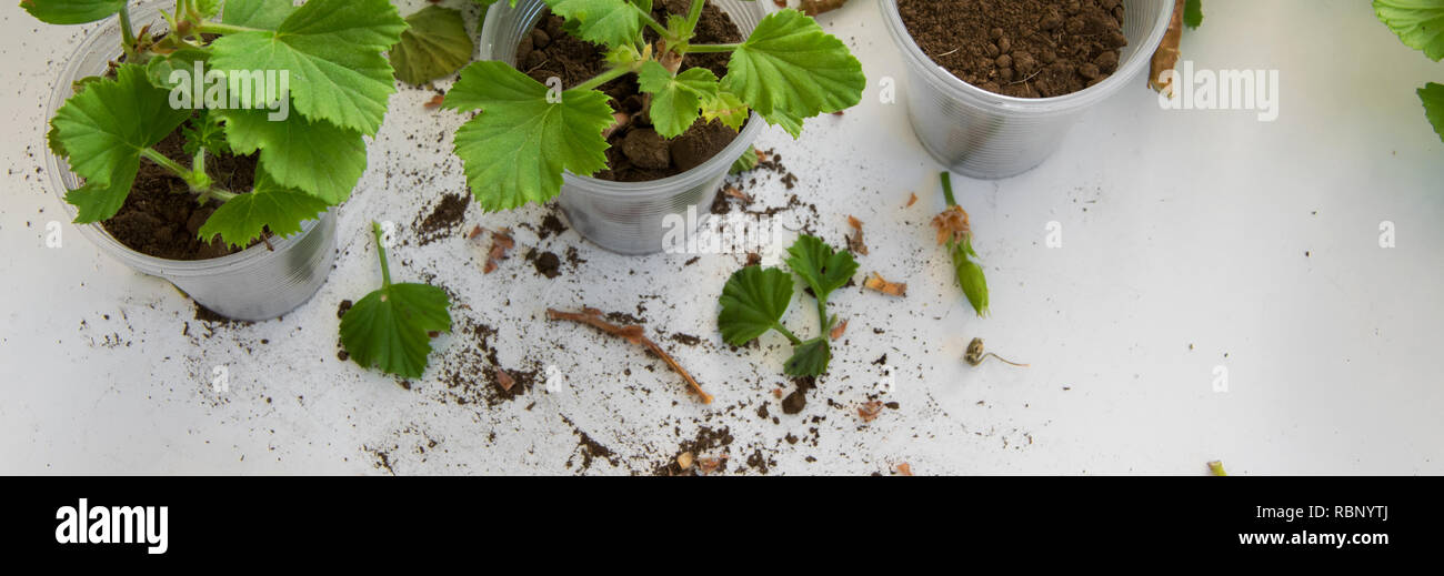 Cuttings geranium hi-res stock photography and images - Alamy