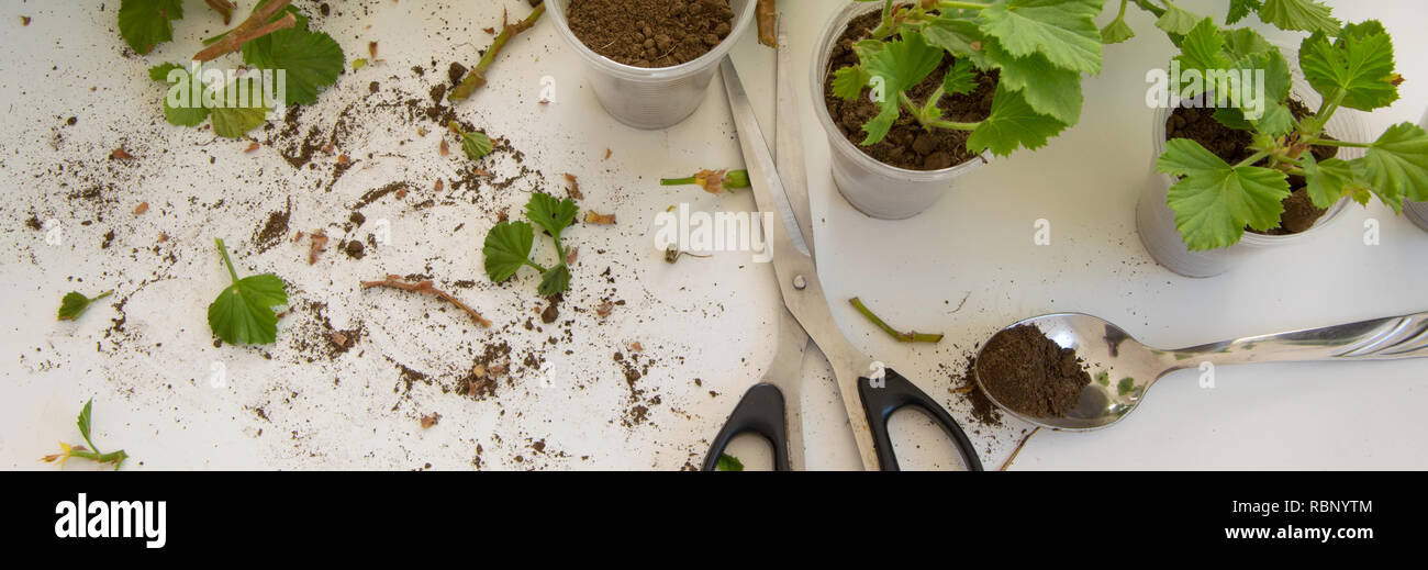 Cutting geranium hi-res stock photography and images - Alamy