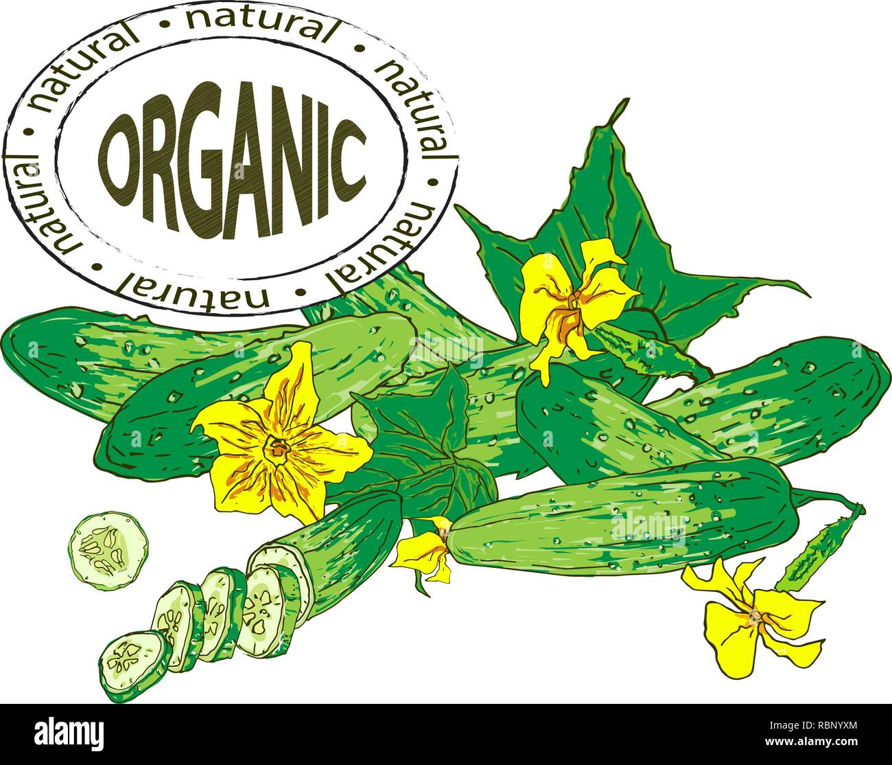 Cucumber. A whole cucumber and slices. A set of vegetables. Flat ...