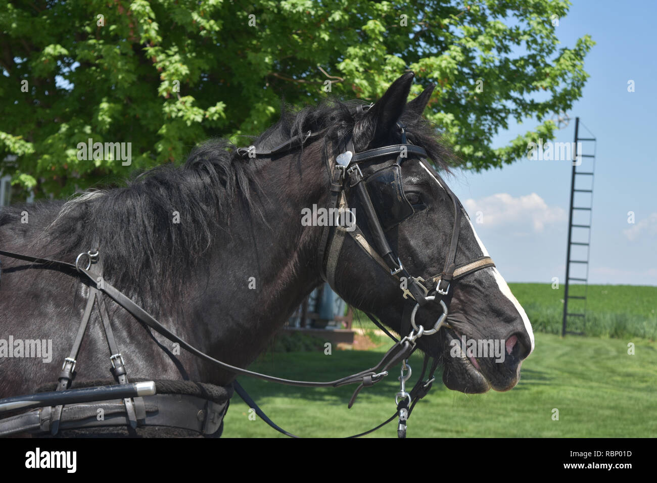 Beautiful tacked black horse on a farm Stock Photo - Alamy