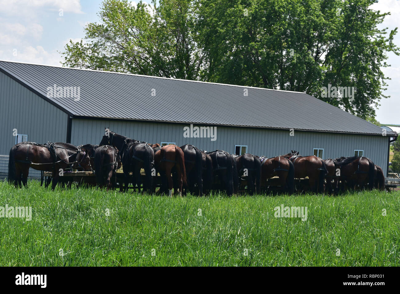 Drafthorse hi-res stock photography and images - Alamy