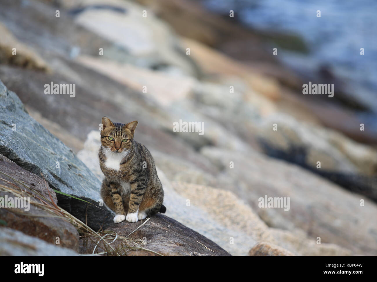 cat in the sea coast Stock Photo - Alamy