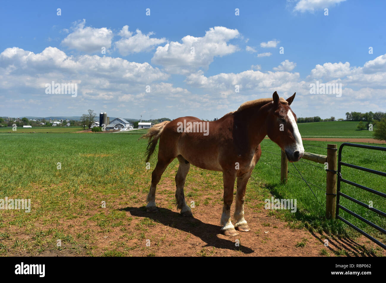 Large chestnut draft horse standing in a big pasture Stock Photo - Alamy