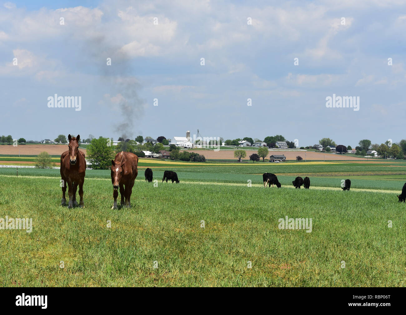 Farmland with chestnut horses and black cows in a field Stock Photo - Alamy