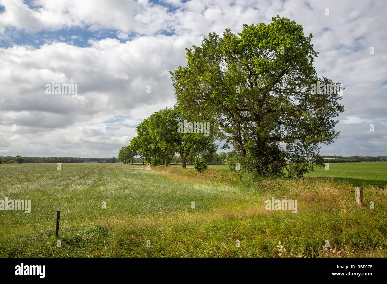 Dutch rural landscape with grass fields and arcade of trees Stock Photo ...