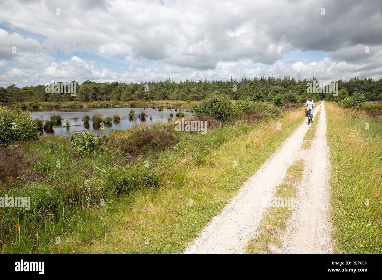 Biking woman in Dutch national park with forest and wetlands Stock ...