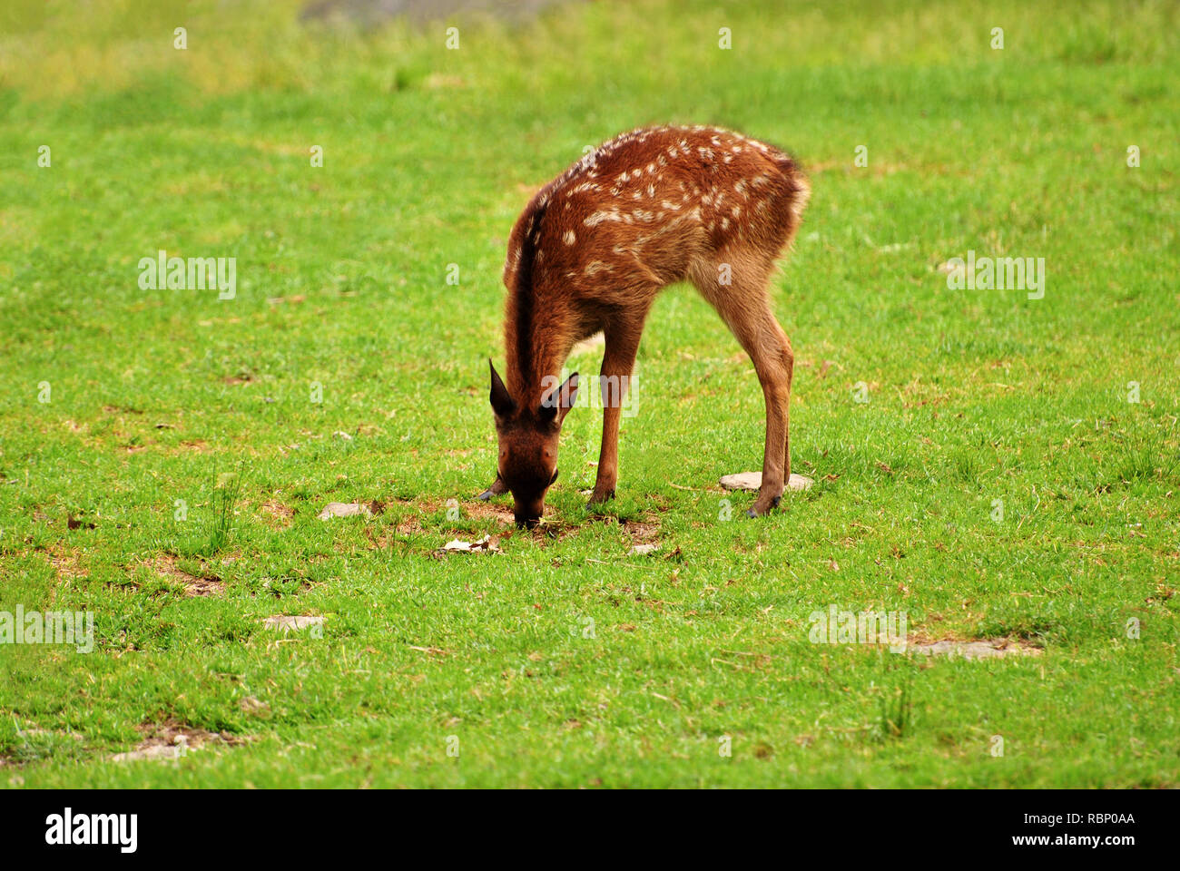 Baby Fawn Feeding on Grass with Mother in the Background Stock Photo ...