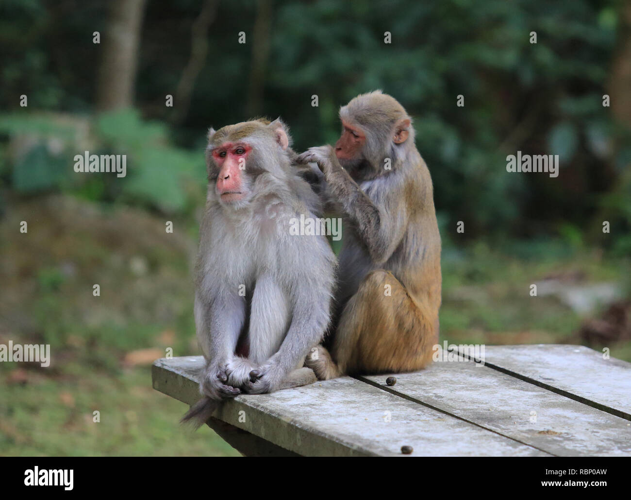 Monkey social skill Stock Photo - Alamy