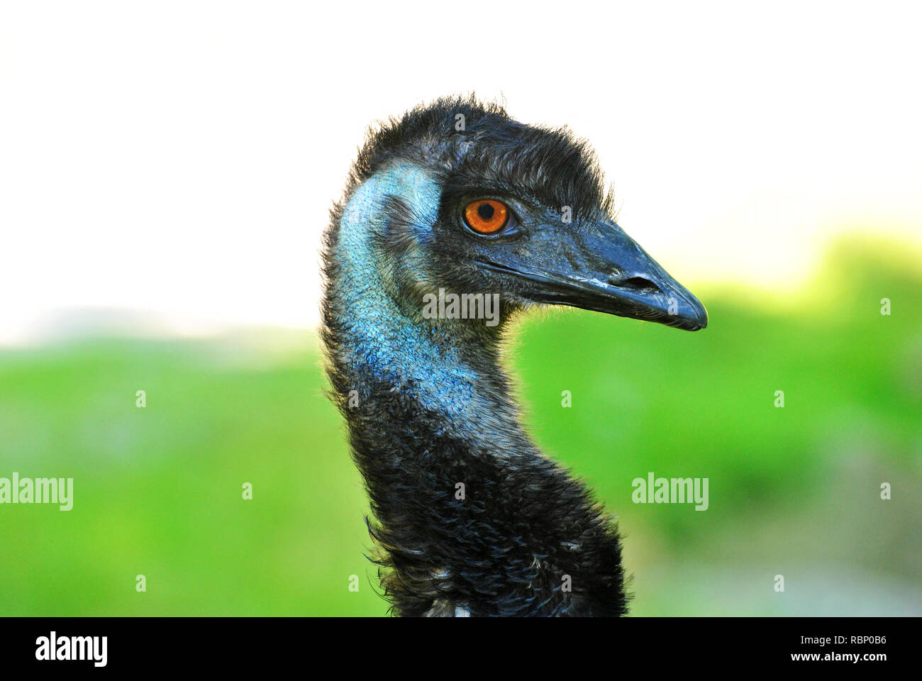 Close Up of an Emu Head with a Green Grassy Background Stock Photo - Alamy