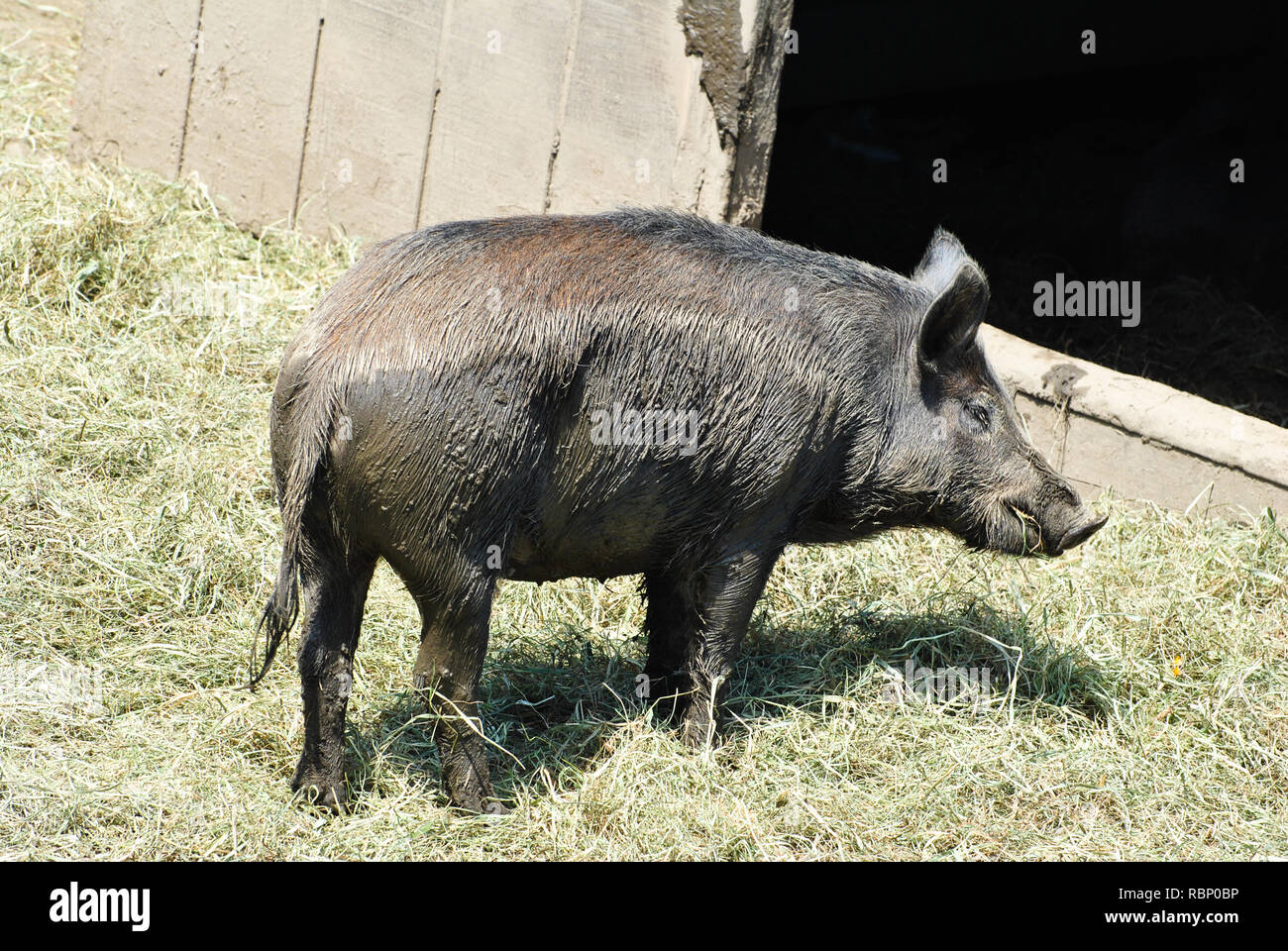 Pig in hay hi-res stock photography and images - Alamy
