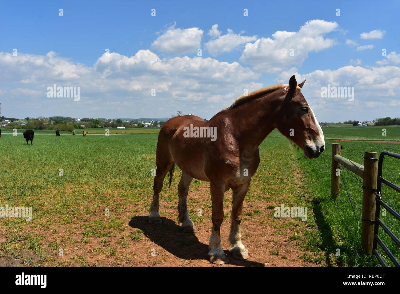 Farm with a large chestnut draft horse by a gate Stock Photo - Alamy