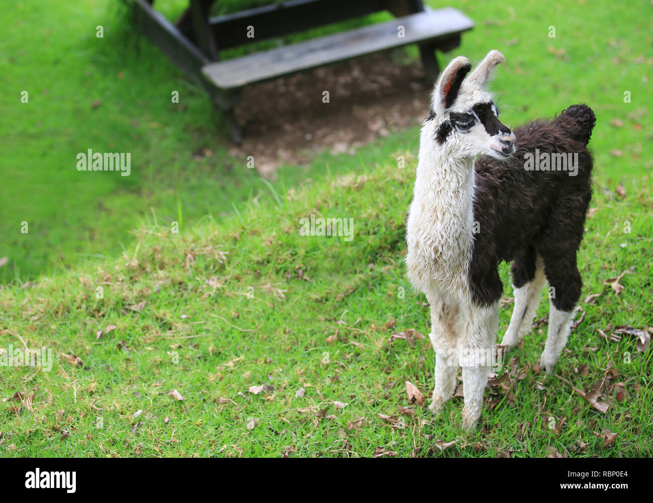 Old alpaca hi-res stock photography and images - Alamy